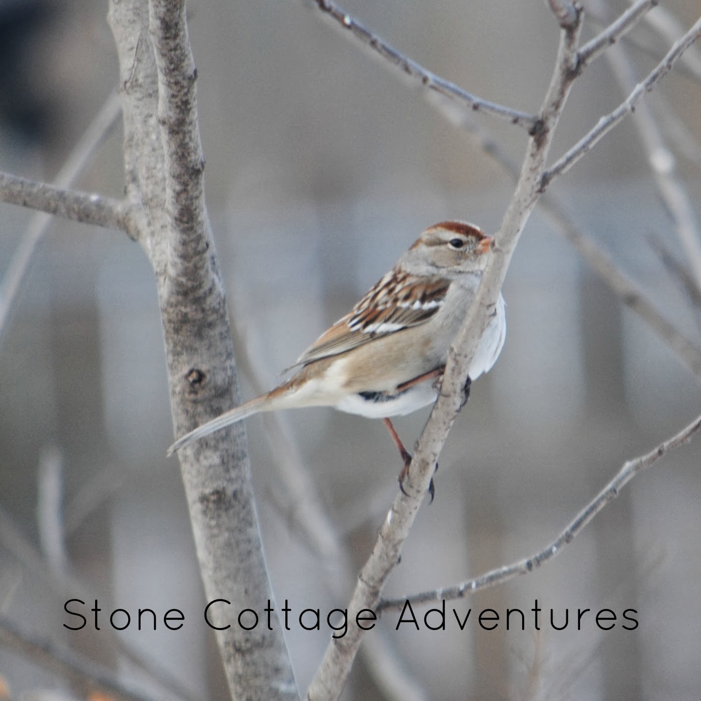 Stone Cottage Adventures: Garden Guest: Native Sparrow