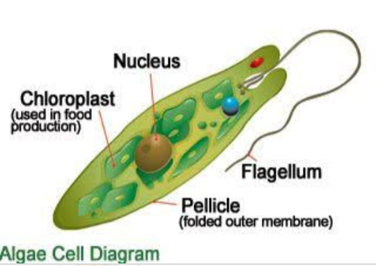 Differences between Algae and Fungi Differences between Algae and Fungi