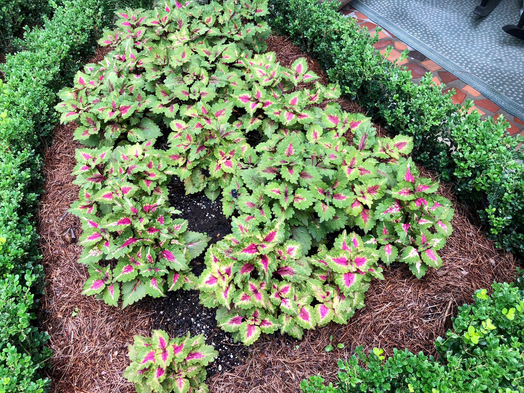 The Uptown Acorn: In the Garden {Coleus}