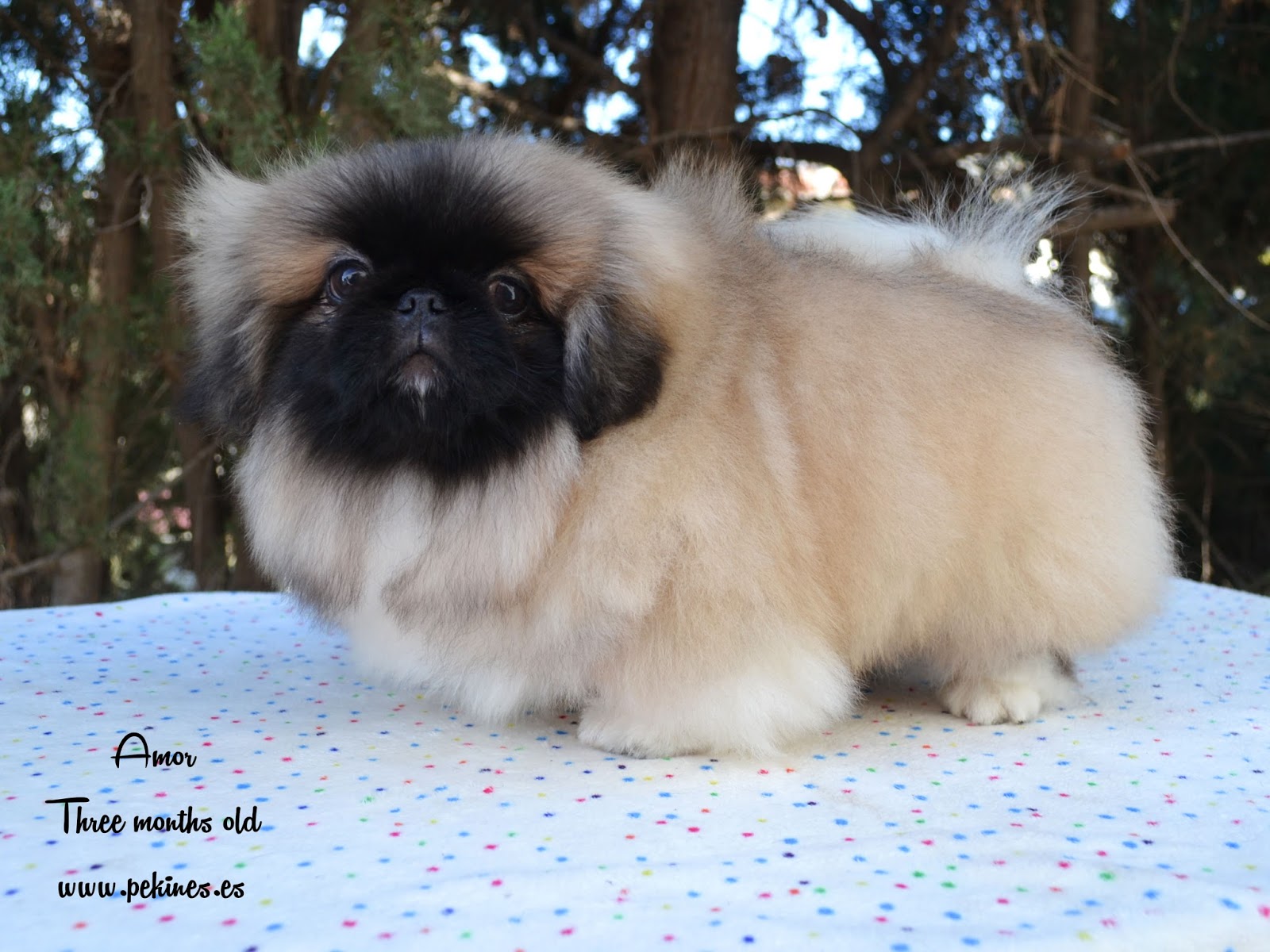 Cachorros de Pekinés - Video y fotos- Pekingese Puppies - Lion Dance ...