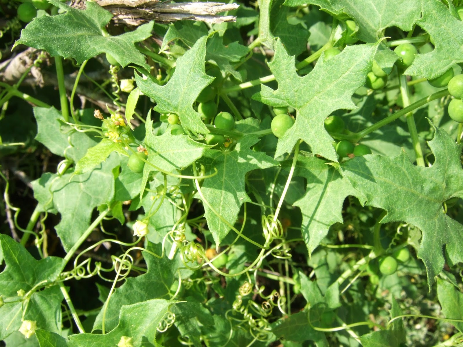 VEGETACION DE ALGARRA: NUEZA