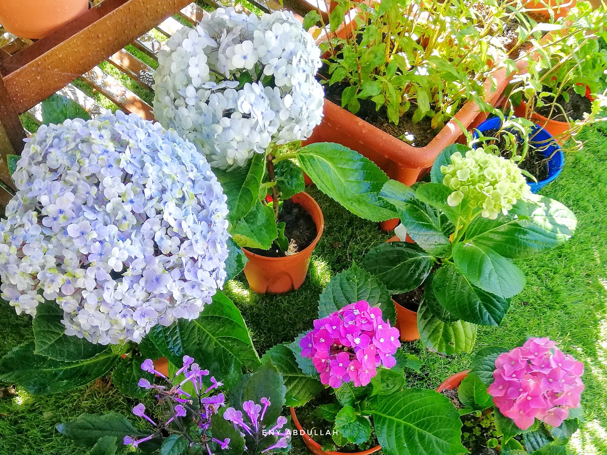 Berkebun Di Rumah : Tips Penjagaan Pokok Bunga Hydrangea