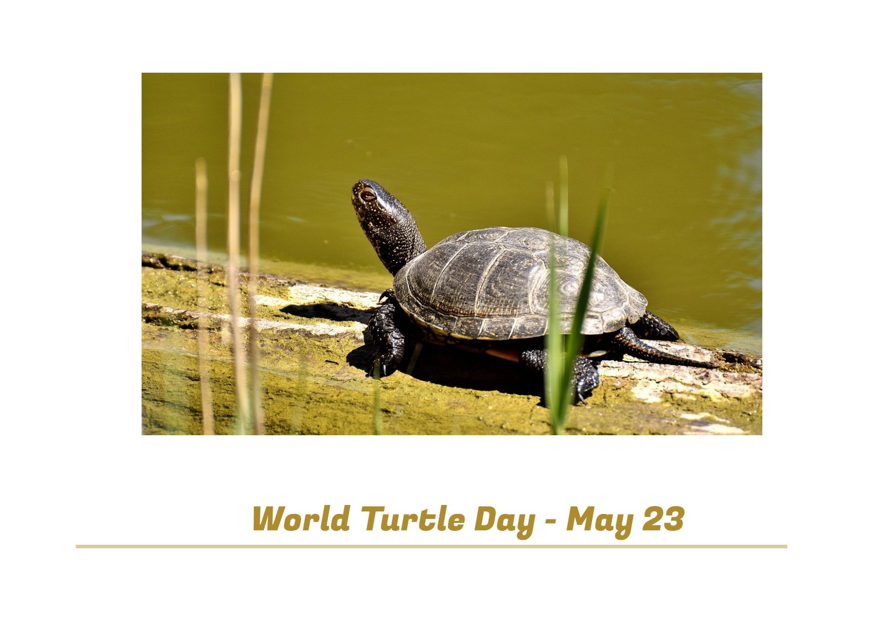 Reviewing World Turtle Day