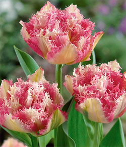 A Hocking Hill's Garden