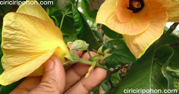 Indah! Ini Varian Warna Bunga Pohon Waru yang Memikat - Ciriciripohon.com