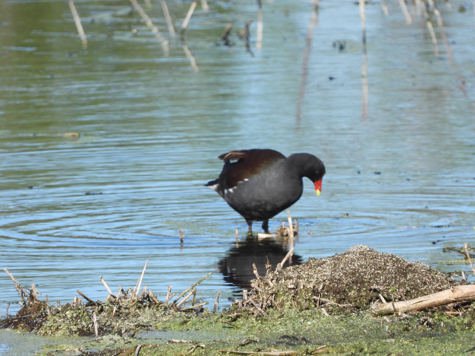 Bird & Travel Photos, Birding Sites, Bird Information: COMMON ...