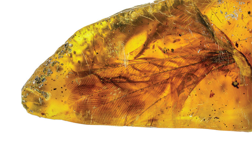 Sciency Thoughts: Trouble in Myanmar: The worrying case of Burmese Amber.