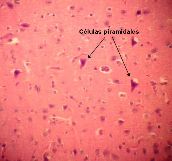 Manual interactivo de morfología celular: Morfología de células ...