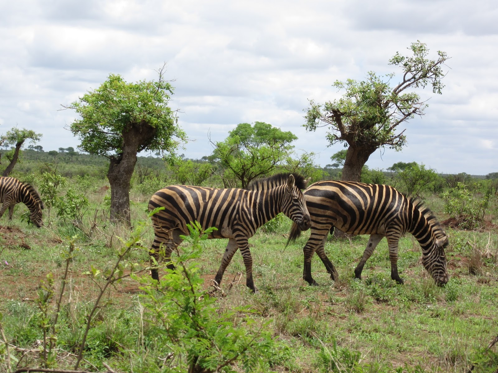 The Overseas Adventures of Annie and Steven Berger 2016: 11/27: Hippos ...
