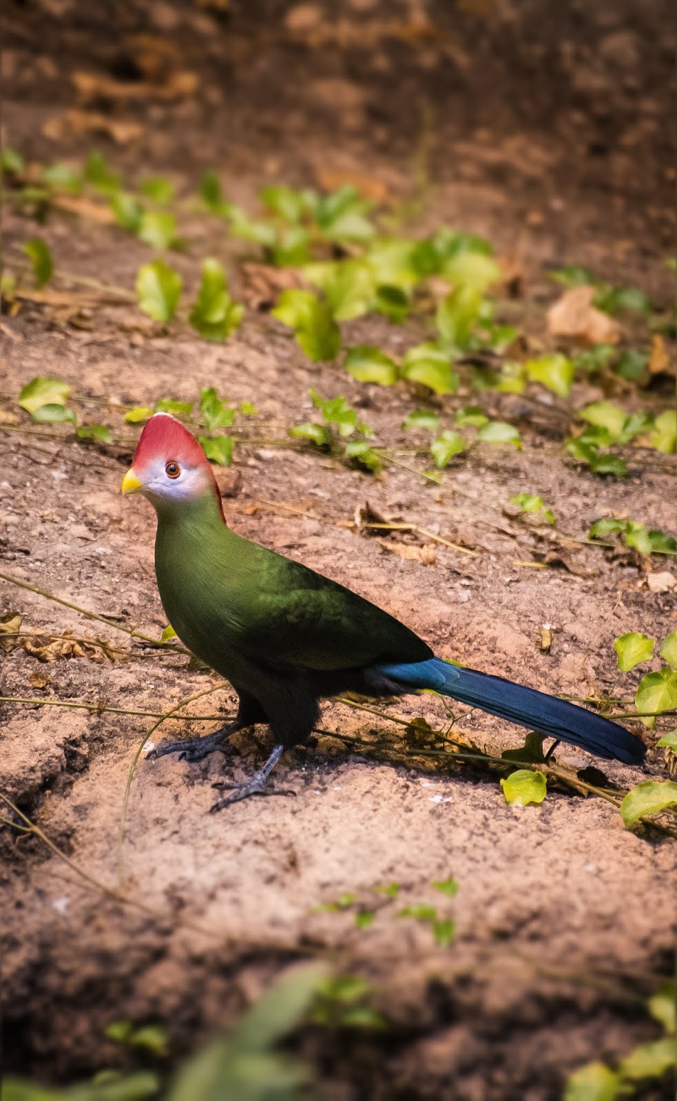 małe zielone miejsce: Turak angolski
