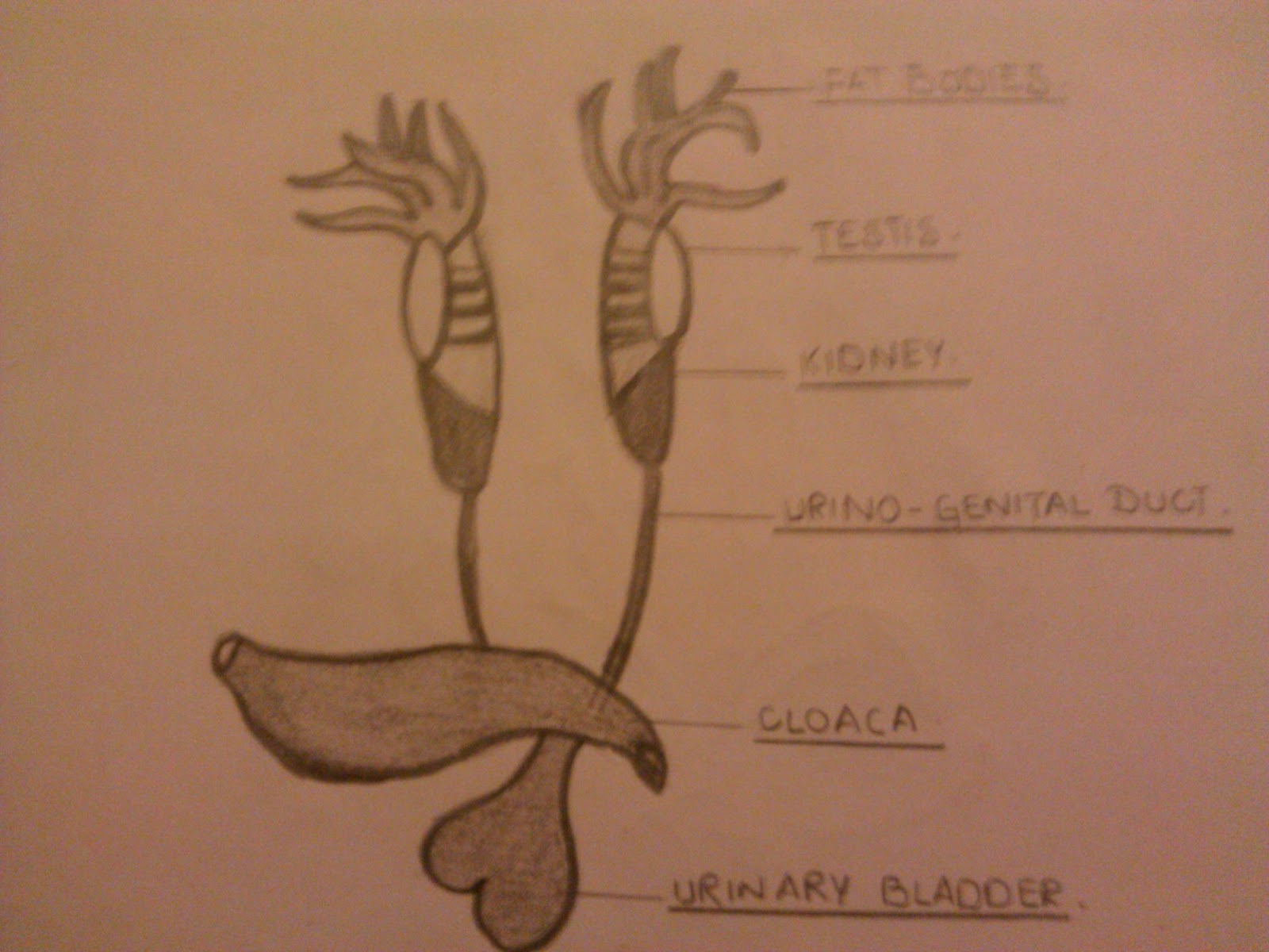 Isolated System Digestive Male And Female Reproductive Systems Of Frog 