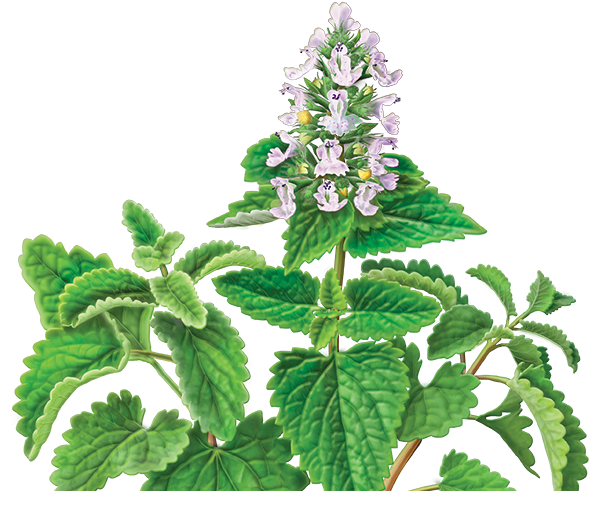 Khasiat misai kucing dan pokok herba catnip