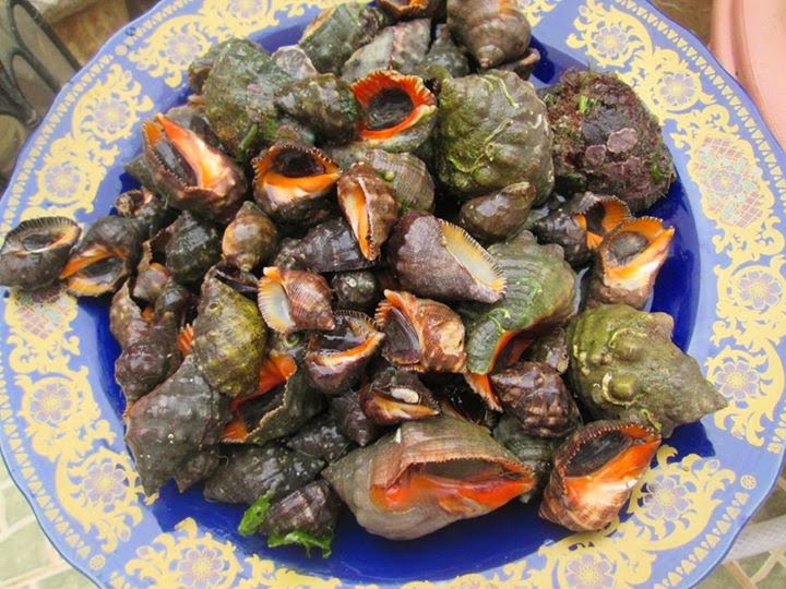 chhiwat-chmicha: Escargot de mer, recette