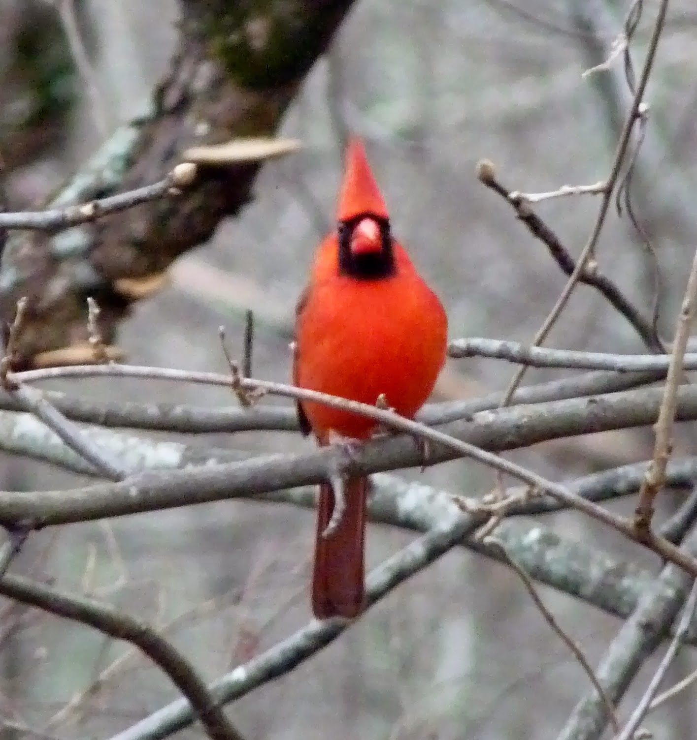 The Greenbelt: Red Bird!