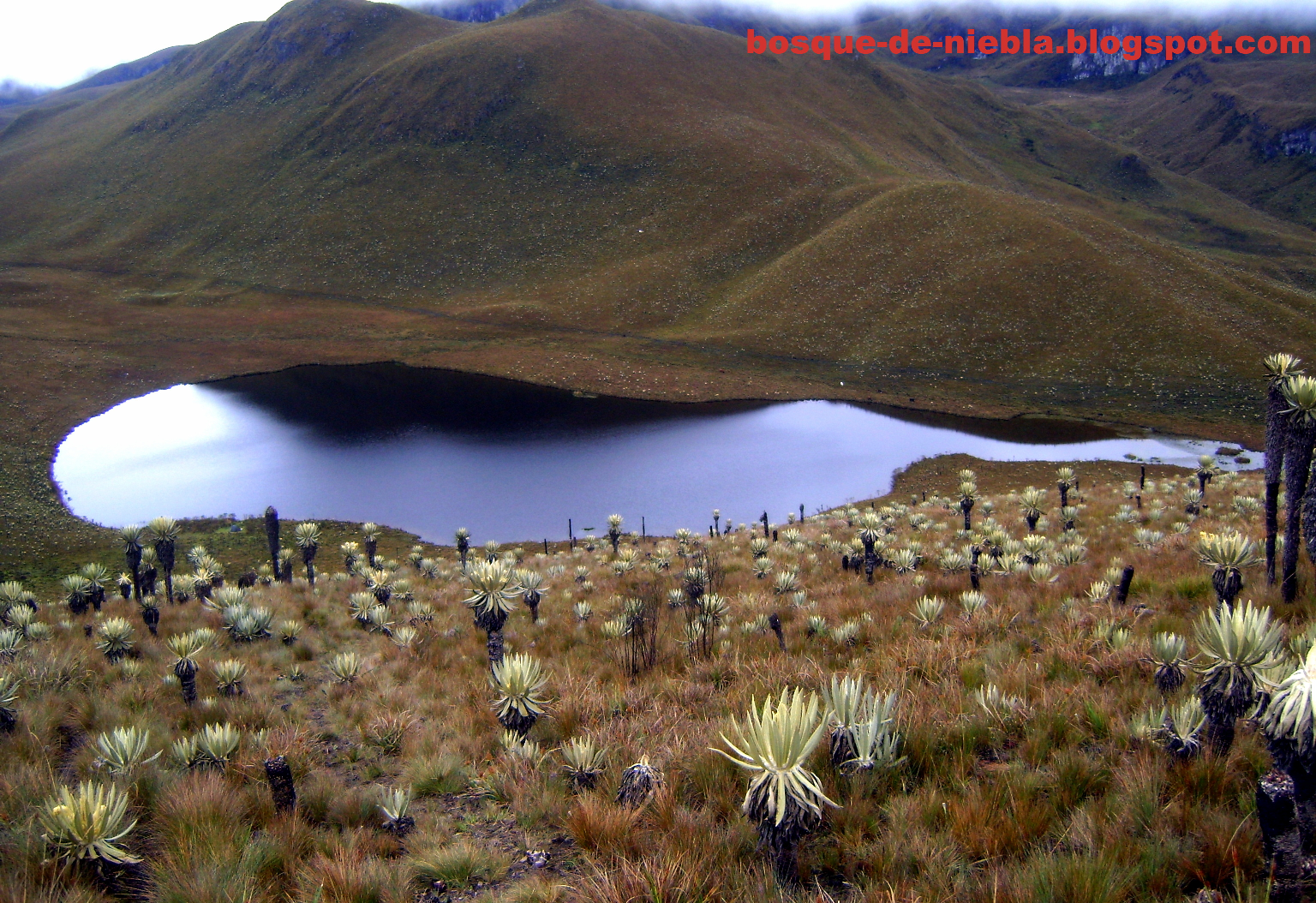 Rutas De Montaña.: NEVADO DEL TOLIMA - SALENTO QUINDIO