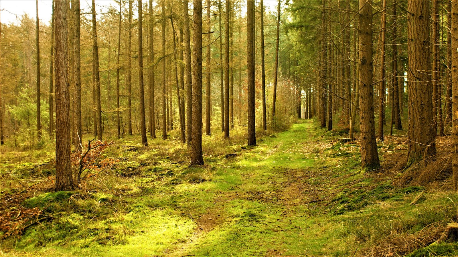 Moments, frozen in time ♡: WALKING IN THE WOODS