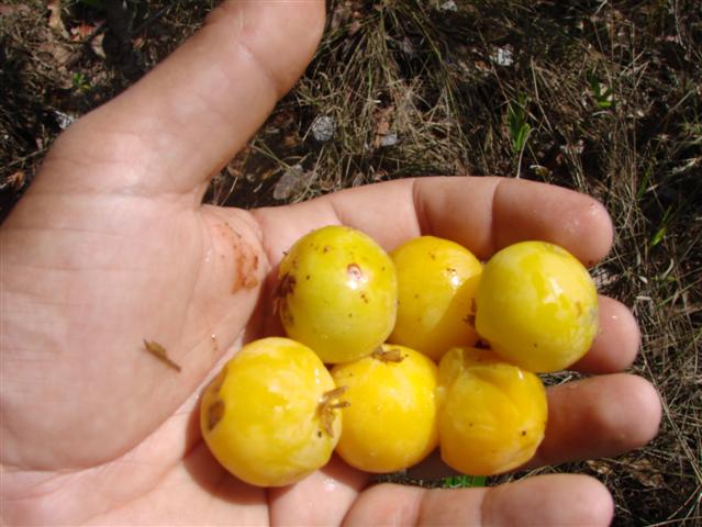 Viver o Cerrado: Cagaita - Eugenia dysenterica