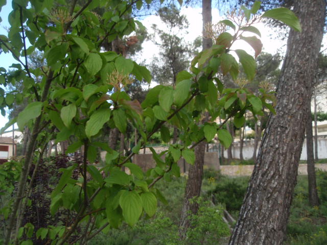 HERBARIO VIRTUAL DE BANYERES DE MARIOLA Y ALICANTE: Cornus sanguinea ...
