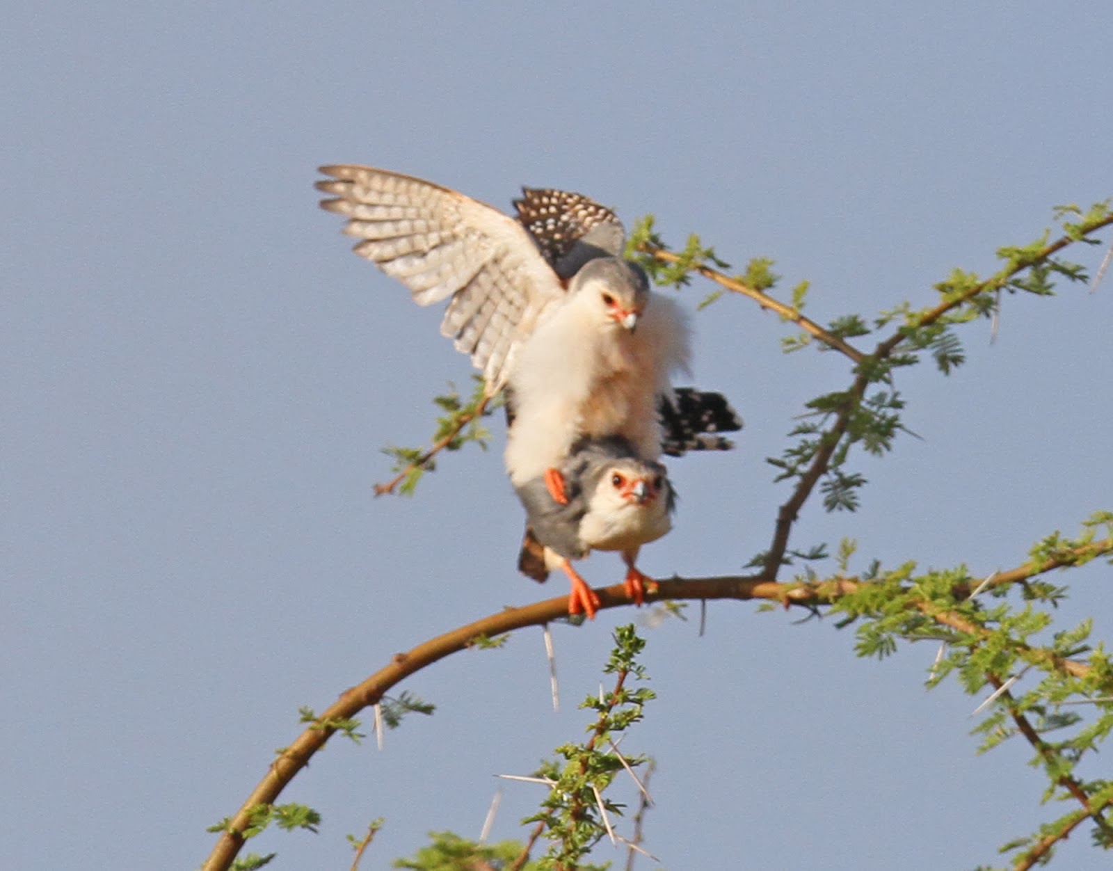 Simon and Karen Spavin: Pygmy Falcon