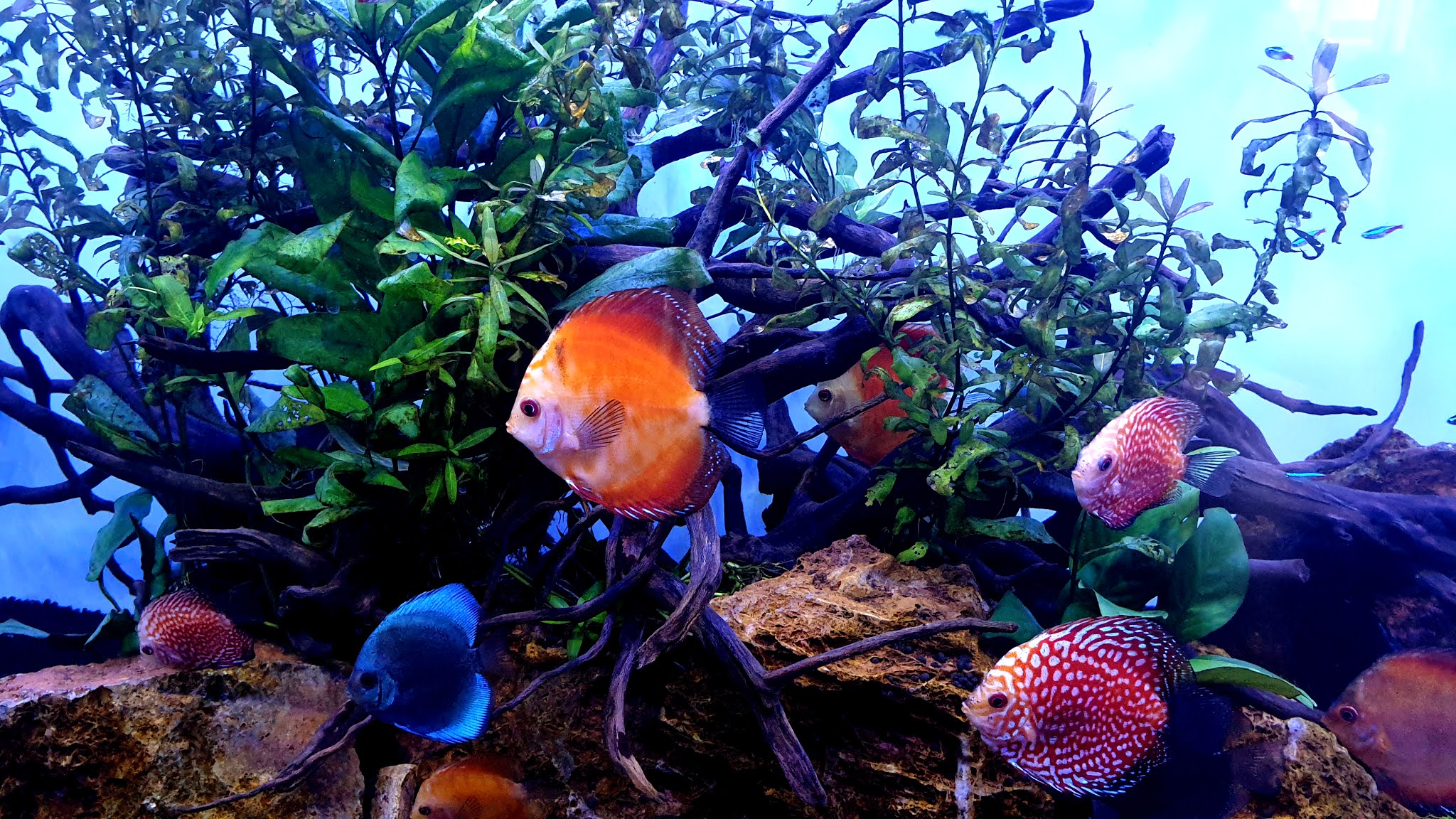 Discus Fish 4K HD Wallpapers