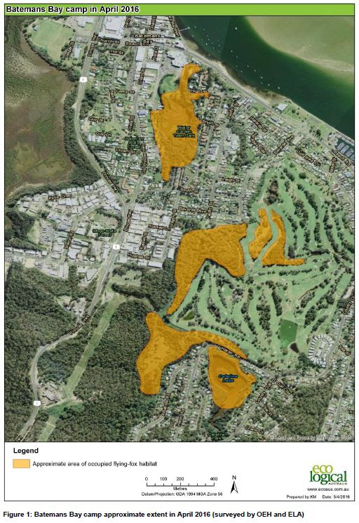 Batemans Bay flying fox camp Draft Dispersal Plan Megabat Fruit Bat