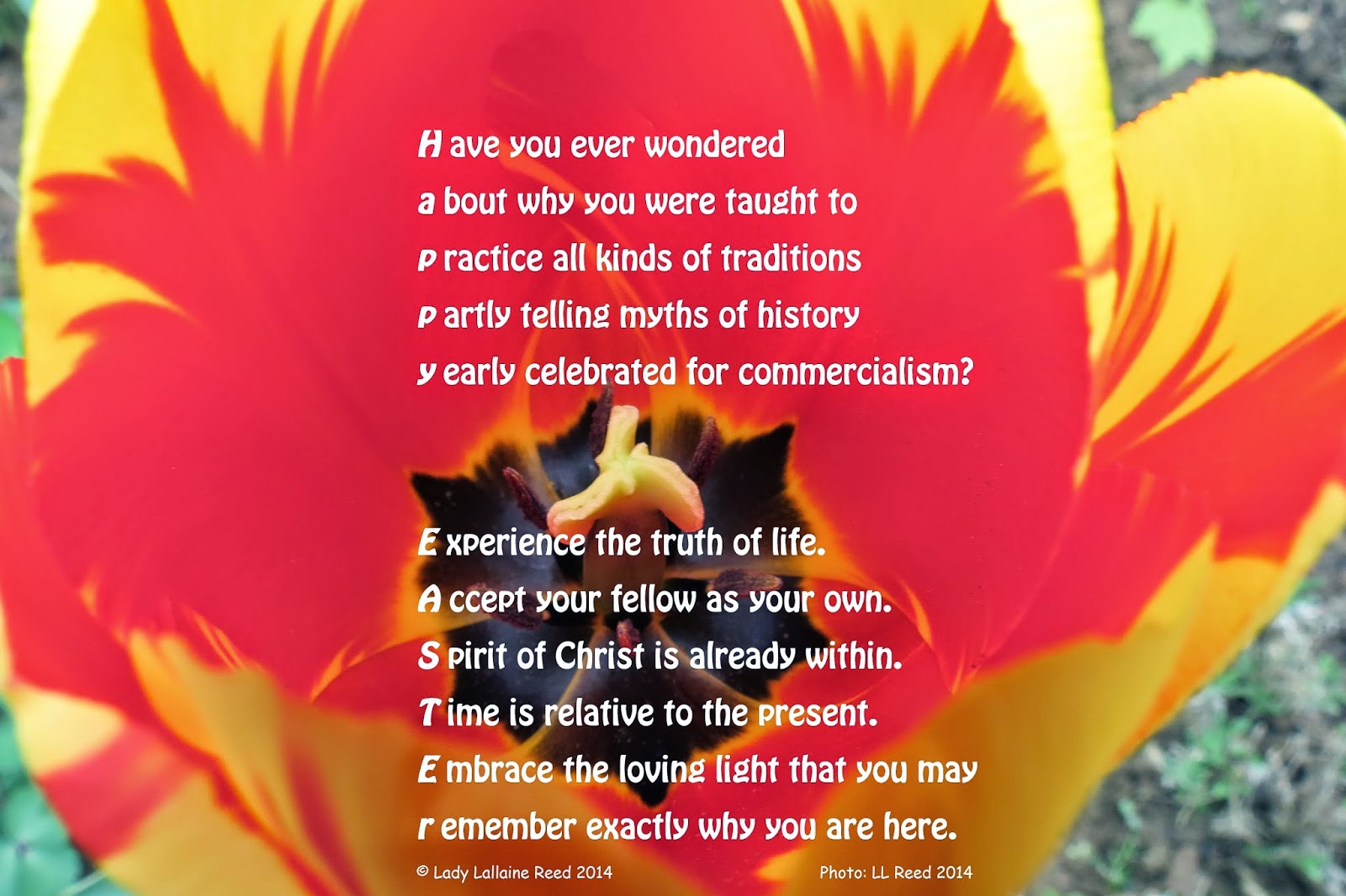 Lady Lallaine Reed's Positive