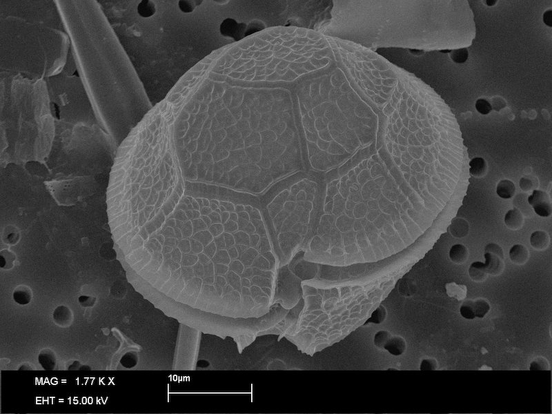 Catalogue of Organisms: The State of Peridinium