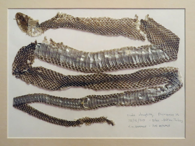 The Adventures of C. M. Kosemen: Found Art: Framing Shed Snake Skins