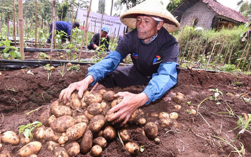 Kentang Antara Tanaman Penting Dunia Yang Perlu Dikenali |MyRokan
