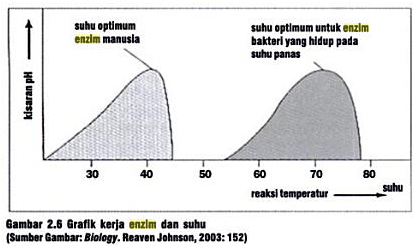 DUNIA PENGETAHUAN: ENZIM
