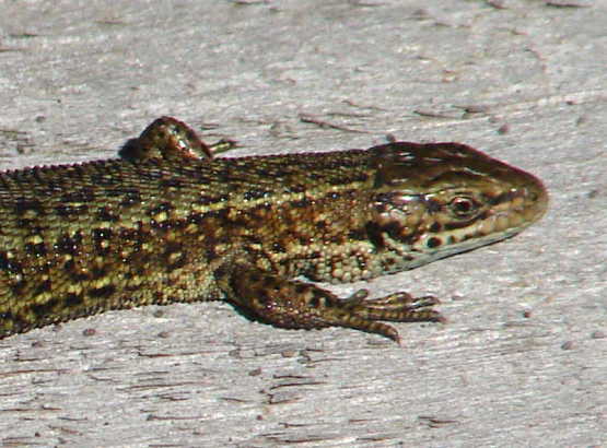 RAMBLES FROM MY CHAIR: A couple of British Lizards