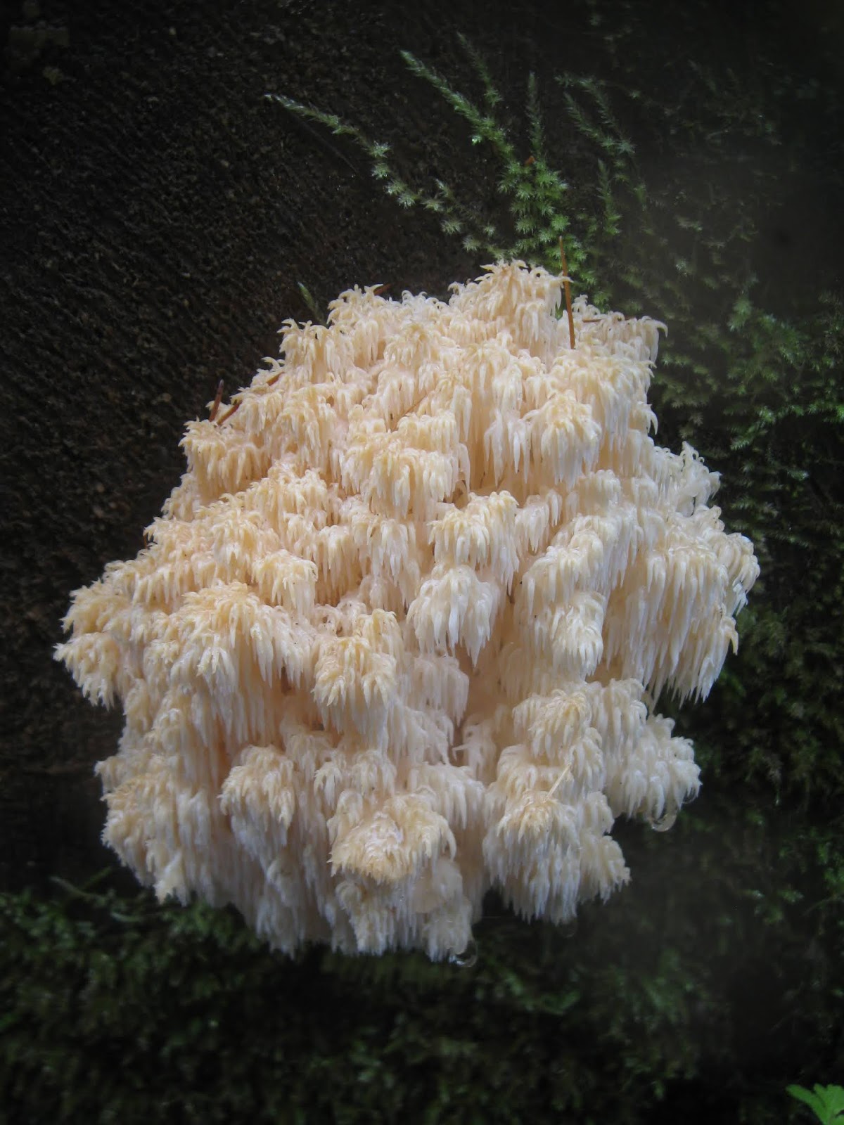 Ciekawe rośliny Przemyśla i okolic: 2019