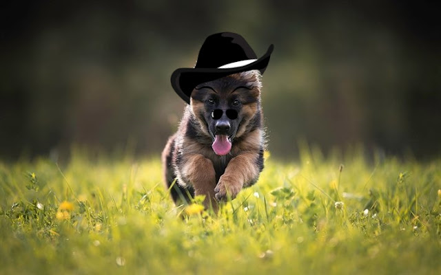 ANIMALS TIME : Dog edited time (hora del perro editado) Gallery 5