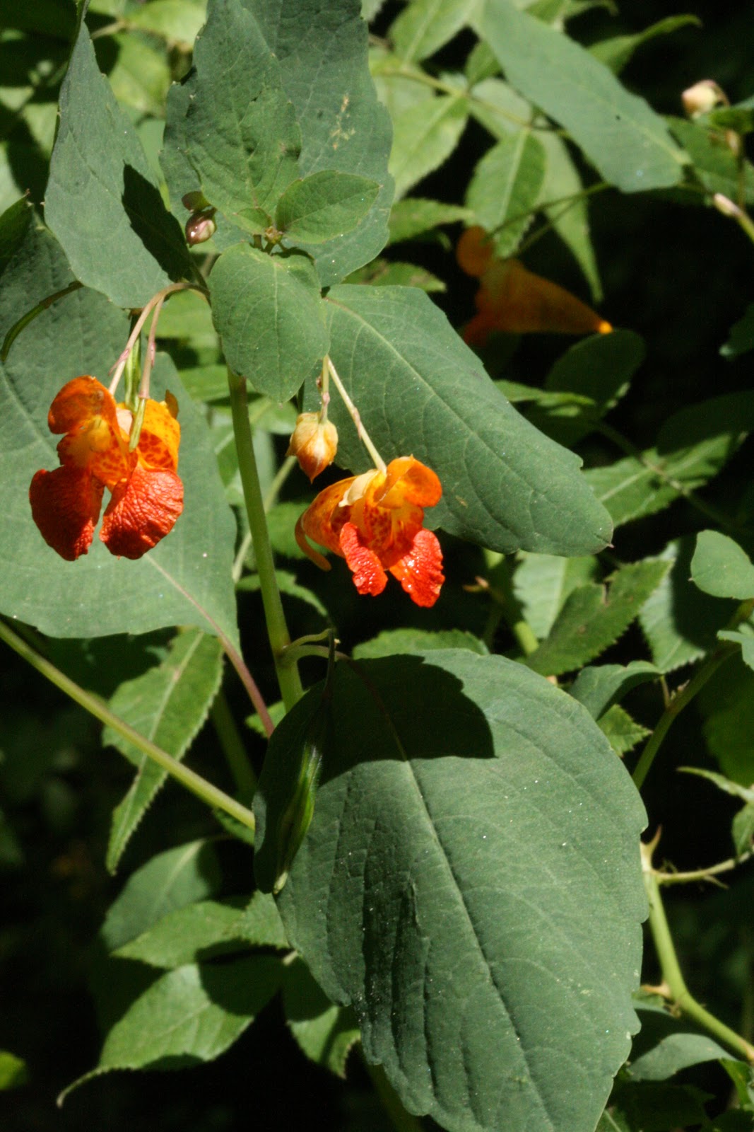 Native Florida Wildflowers: Jewelweed - Impatiens capensis