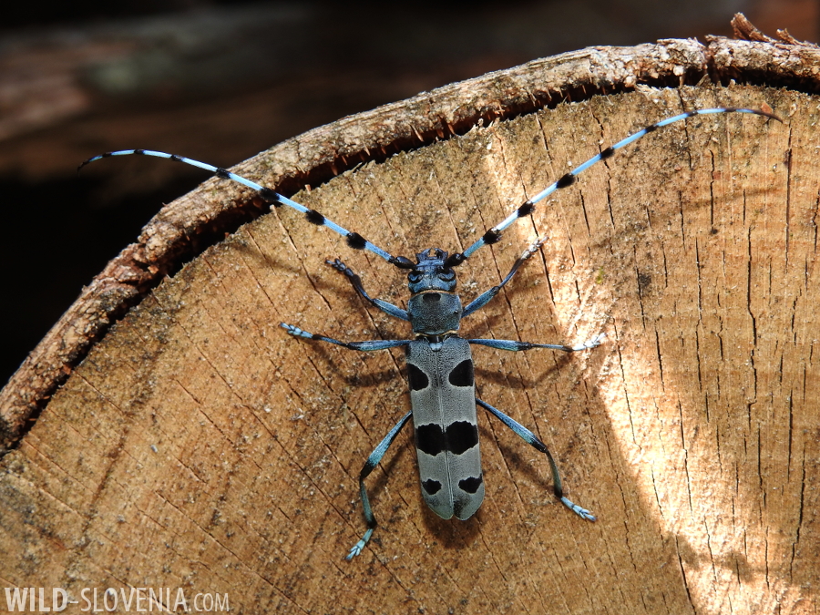 Carniolicum - Wildlife & Biodiversity in Slovenia: Alpine Longhorn ...