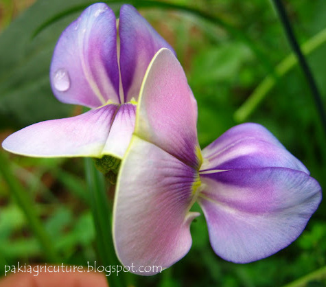 Crop Profile: Cowpea (Vigna unguiculata L. Walp.)