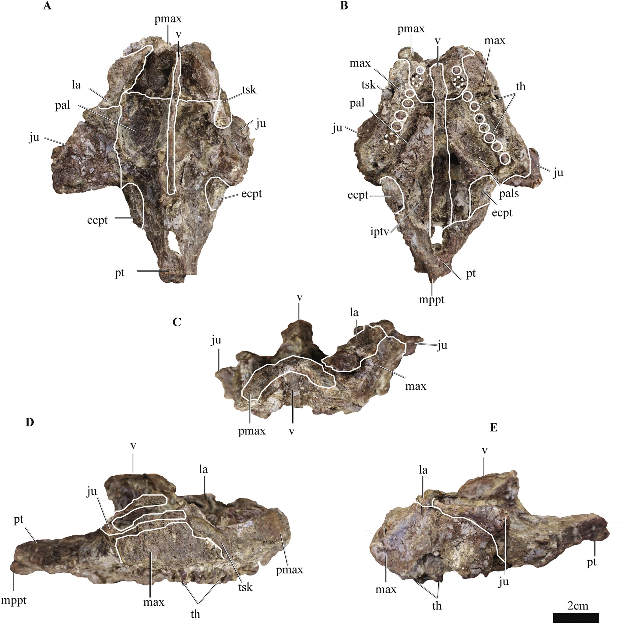 Double Dog Teeth: Dicynodont Year-in-Review 2020