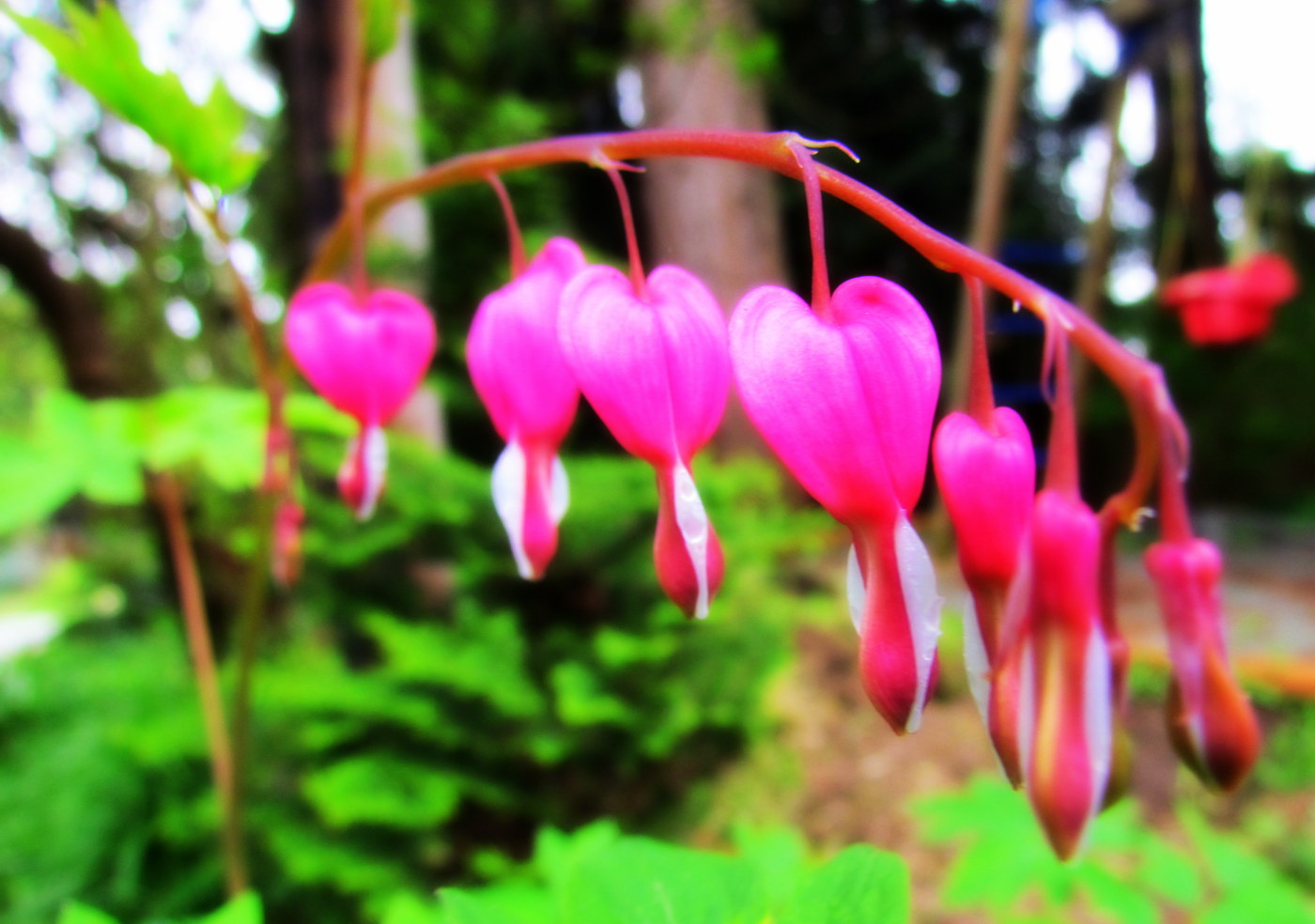 Learn To Grow: Spring flowers Slideshow Video, Giant indoor Avocado tree!