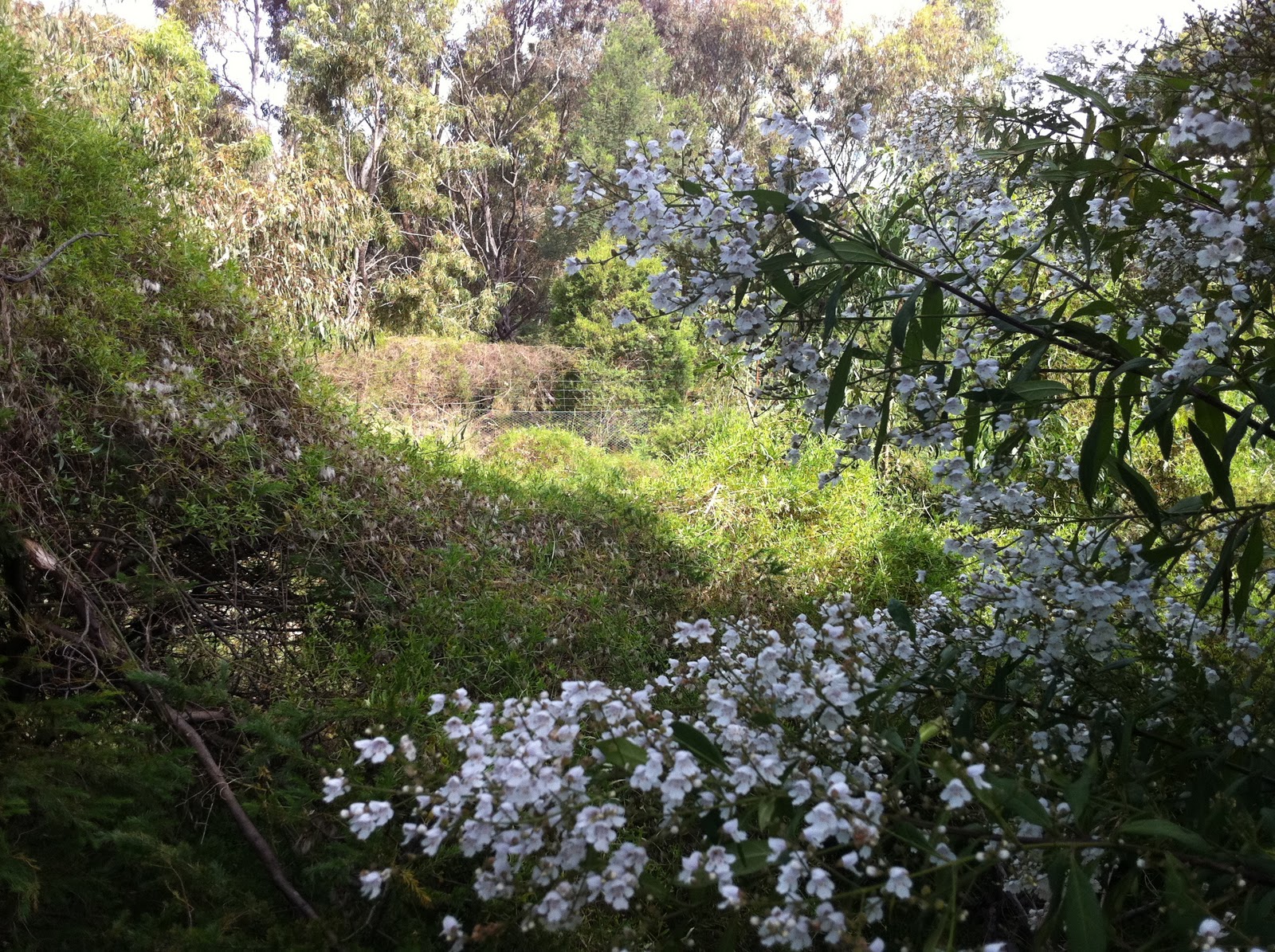 Plant Nerd School for Plant Nerds: Victorian Christmas Bush, Mint-bush ...