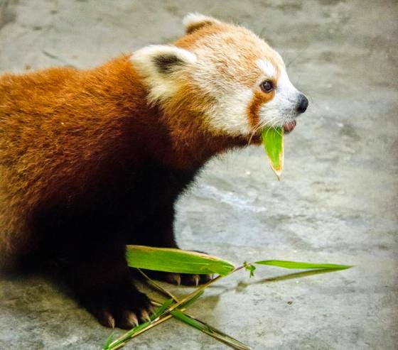 Imagenes osos panda: Imagen oso panda pardo disfrutando de ricas hojas ...