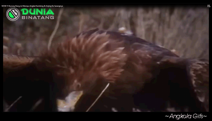 Animation Wallpaper: Animasi Elang .- Gif