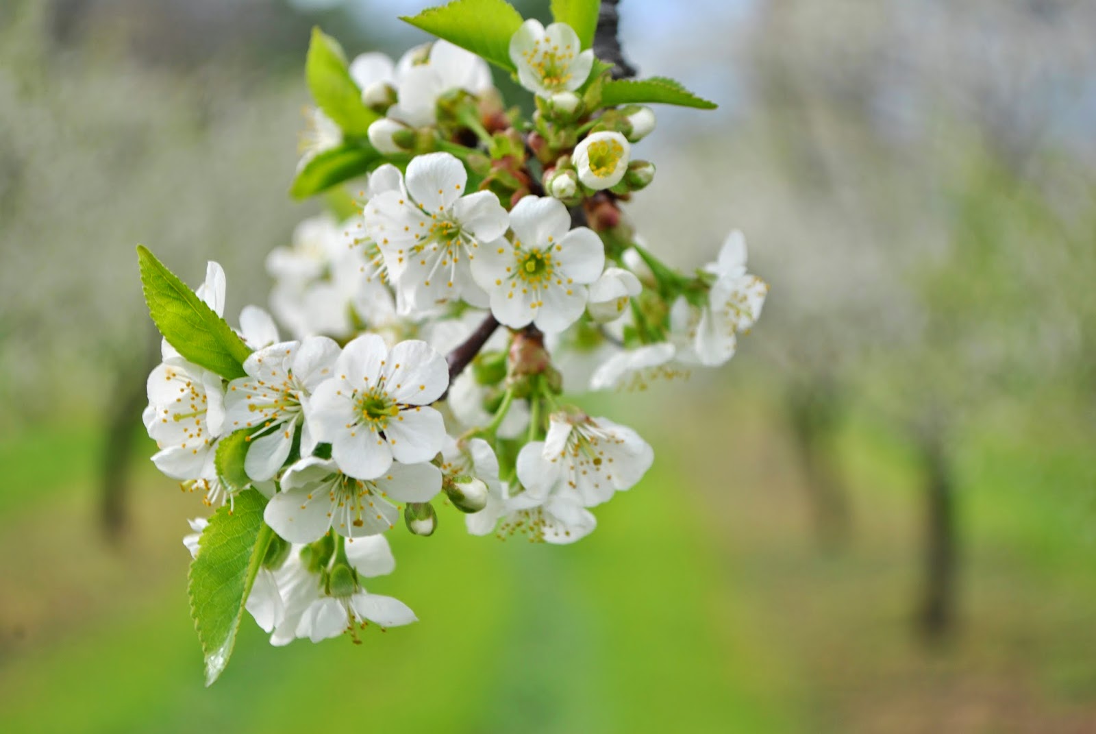 The Grower's Daughter: Orchards in Bloom