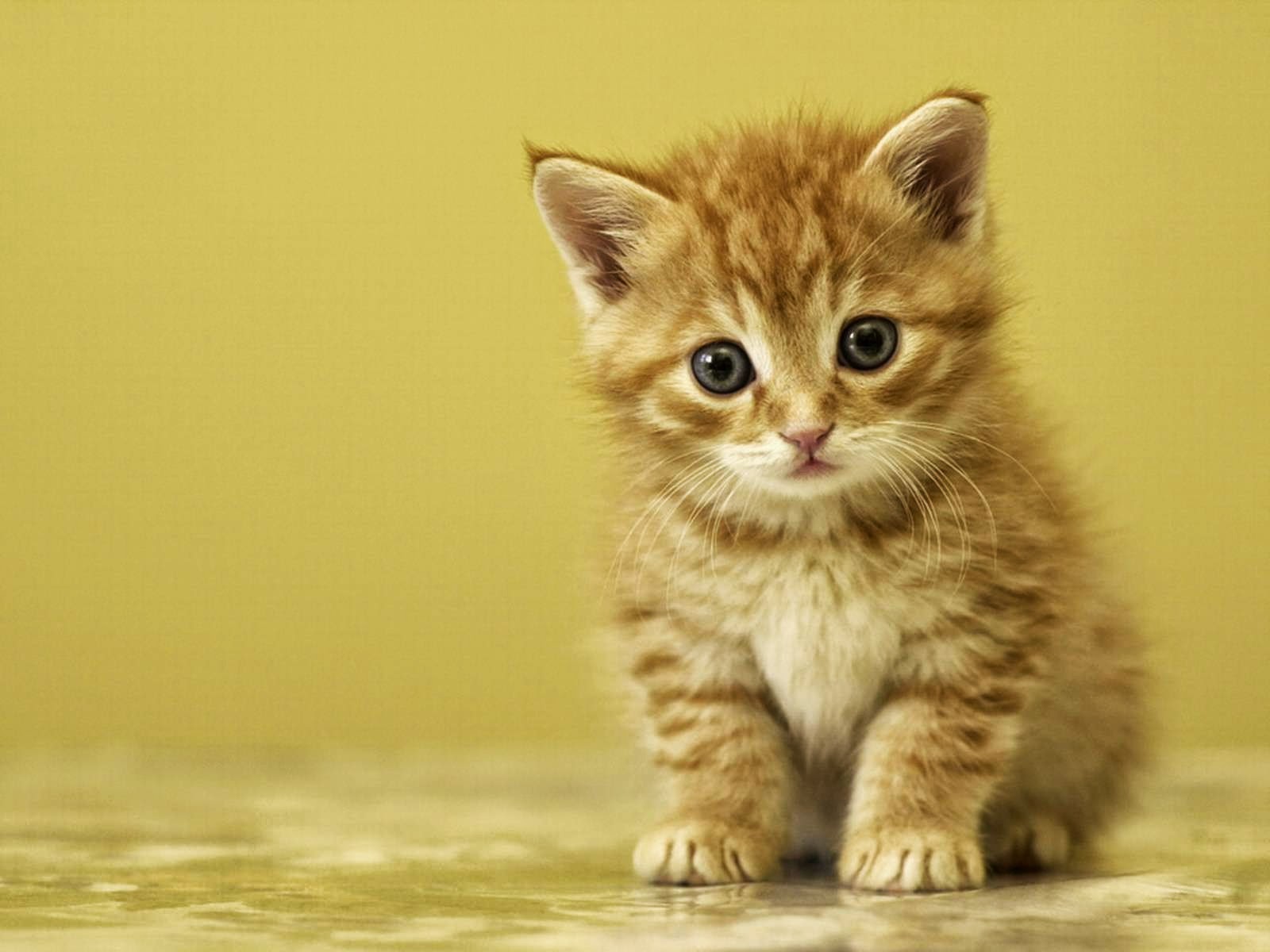 Foto Kucing Comel Imut