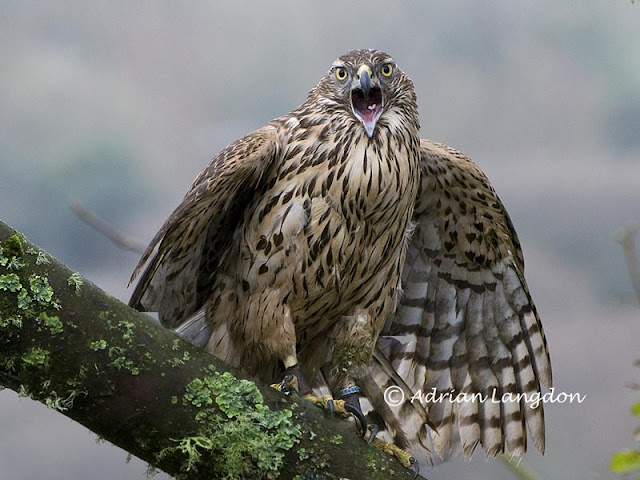 images-naturally!: Goshawk photography