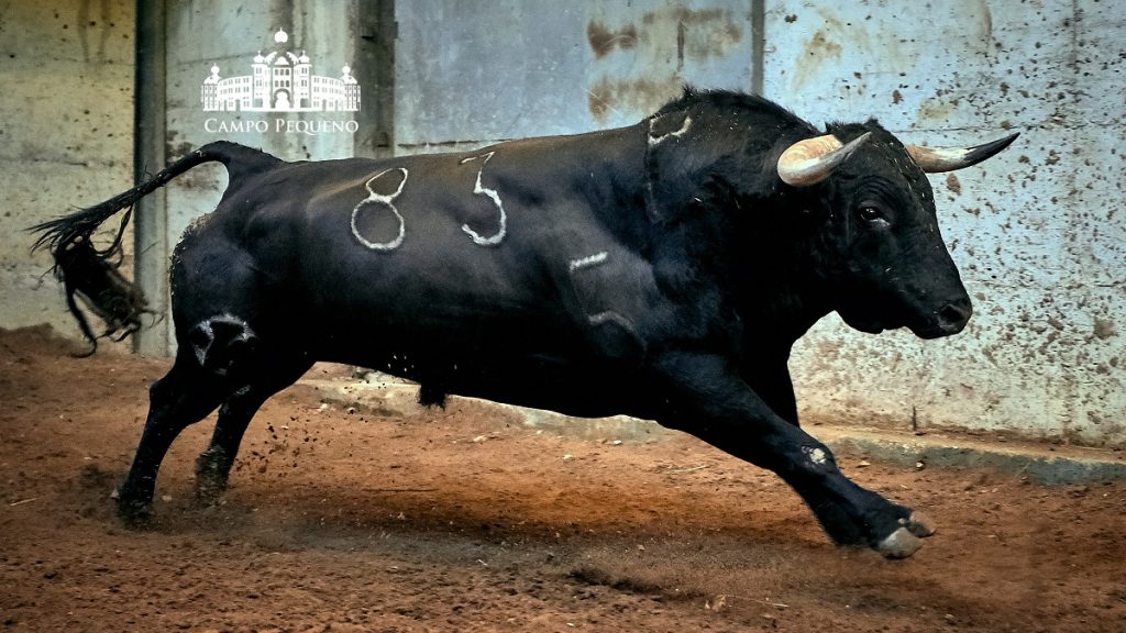 Peso dos toiros para hoje no Campo Pequeno ~ Rabo Torto - Blogue ...
