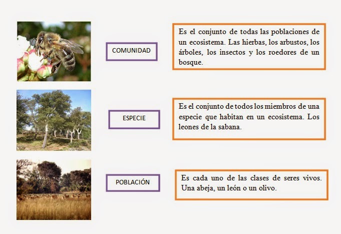 Ciencias Sociales 3º Ciclo (5º de Primaria): TEMA 3: LA PROTECCIÓN DEL ...