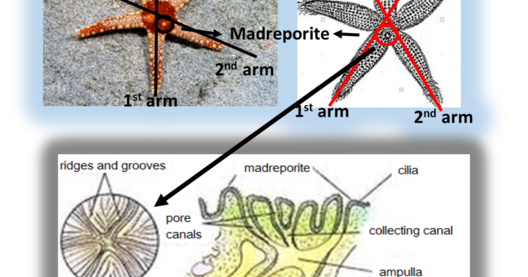 Water Vascular or Ambulacral System of Star Fish ; Asterias