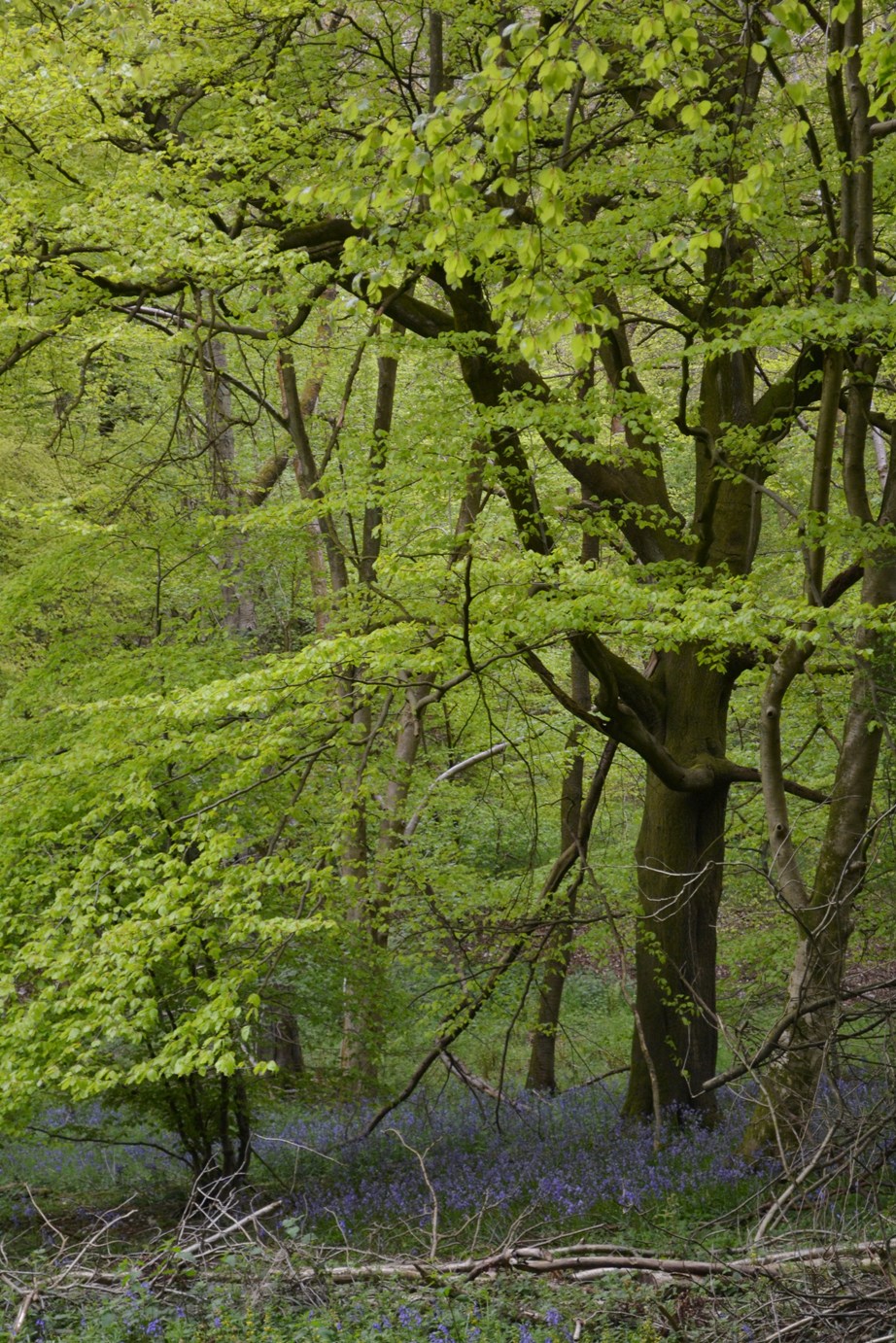Walks among Flowers: Oxfordshire/Buckinghamshire: Chiltern Bluebell ...