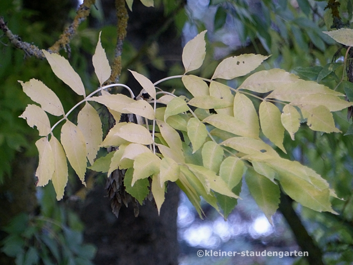 kleiner-staudengarten: Freitagsblümchen & die Gemeine Esche