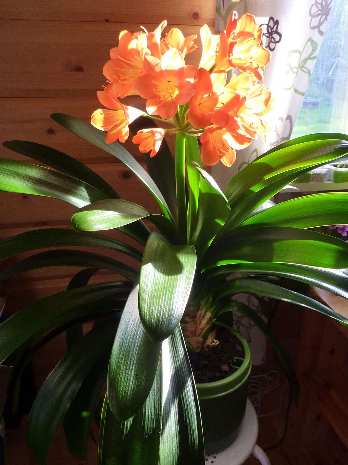 Puutarha on kotini: Kliivia puhkesi kukkaan